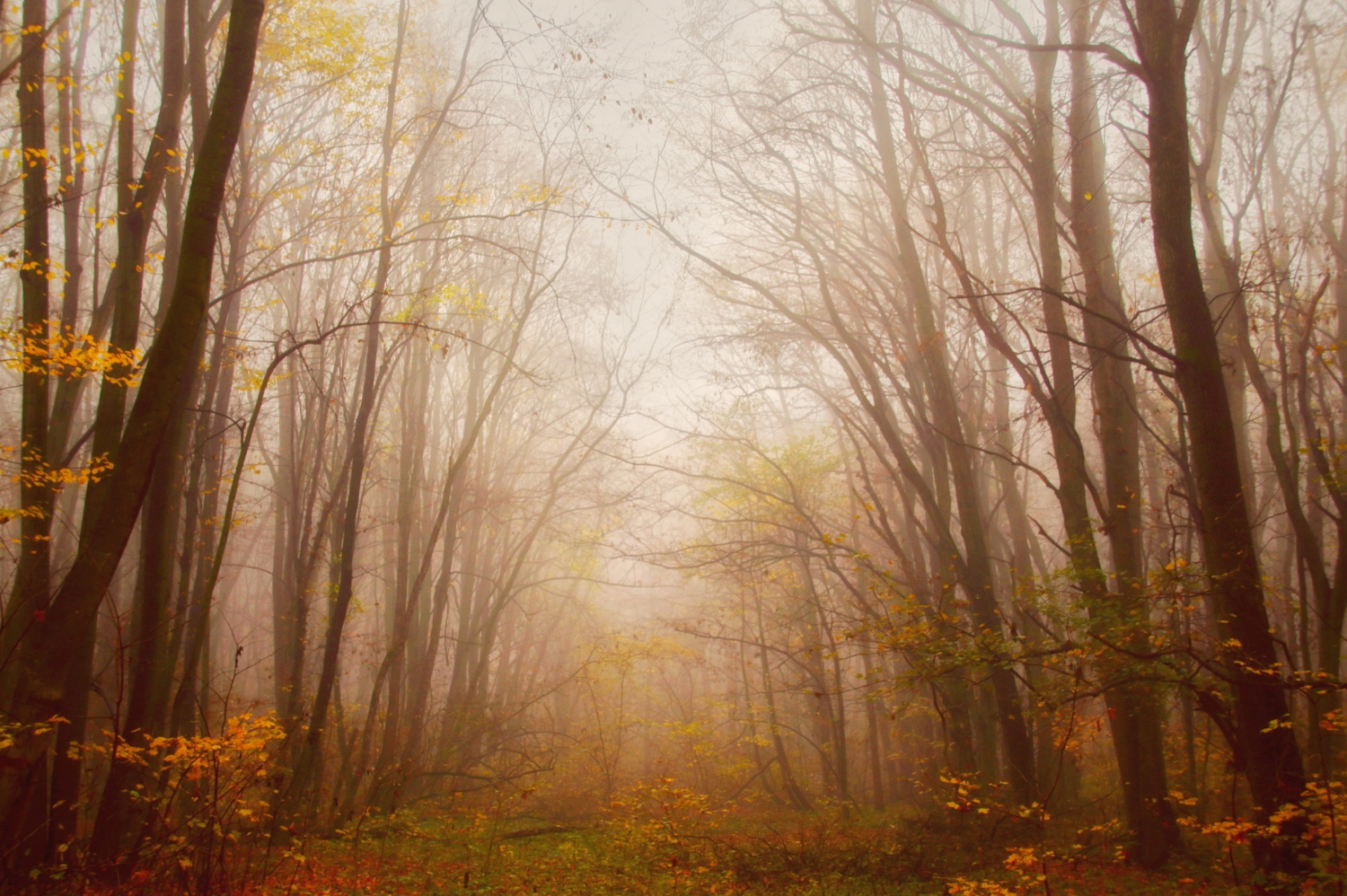 What Trees Teach Us About Letting Go: The Science of Shedding and How